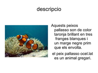 Els peixos pallasos | ODP