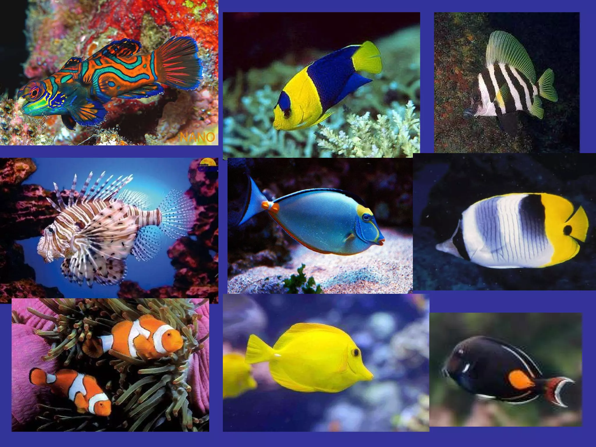 Els peixos tropicals | PPT