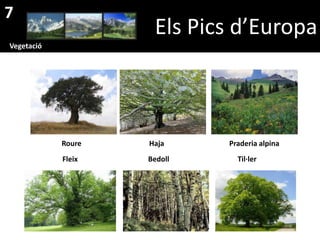 Els pics de europa | PPT