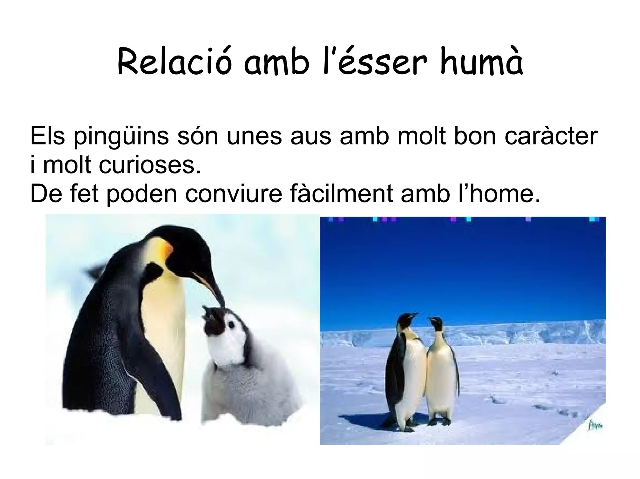 Els pinguins carla amigo | ODP