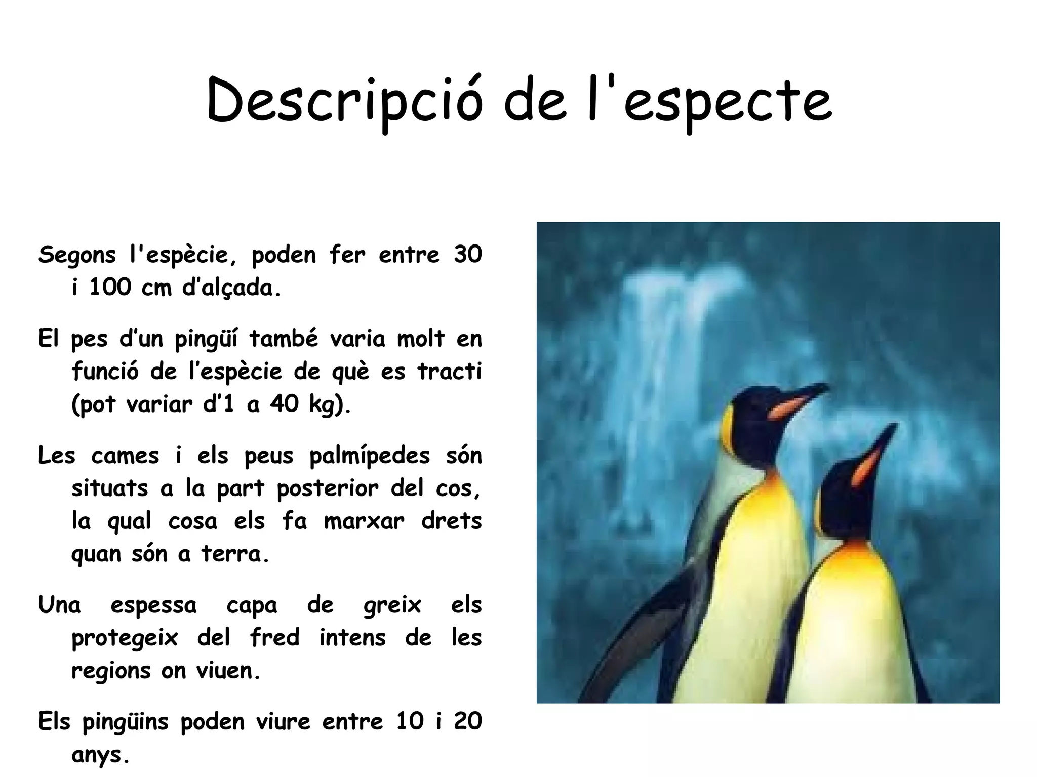 Els pinguins carla amigo | ODP