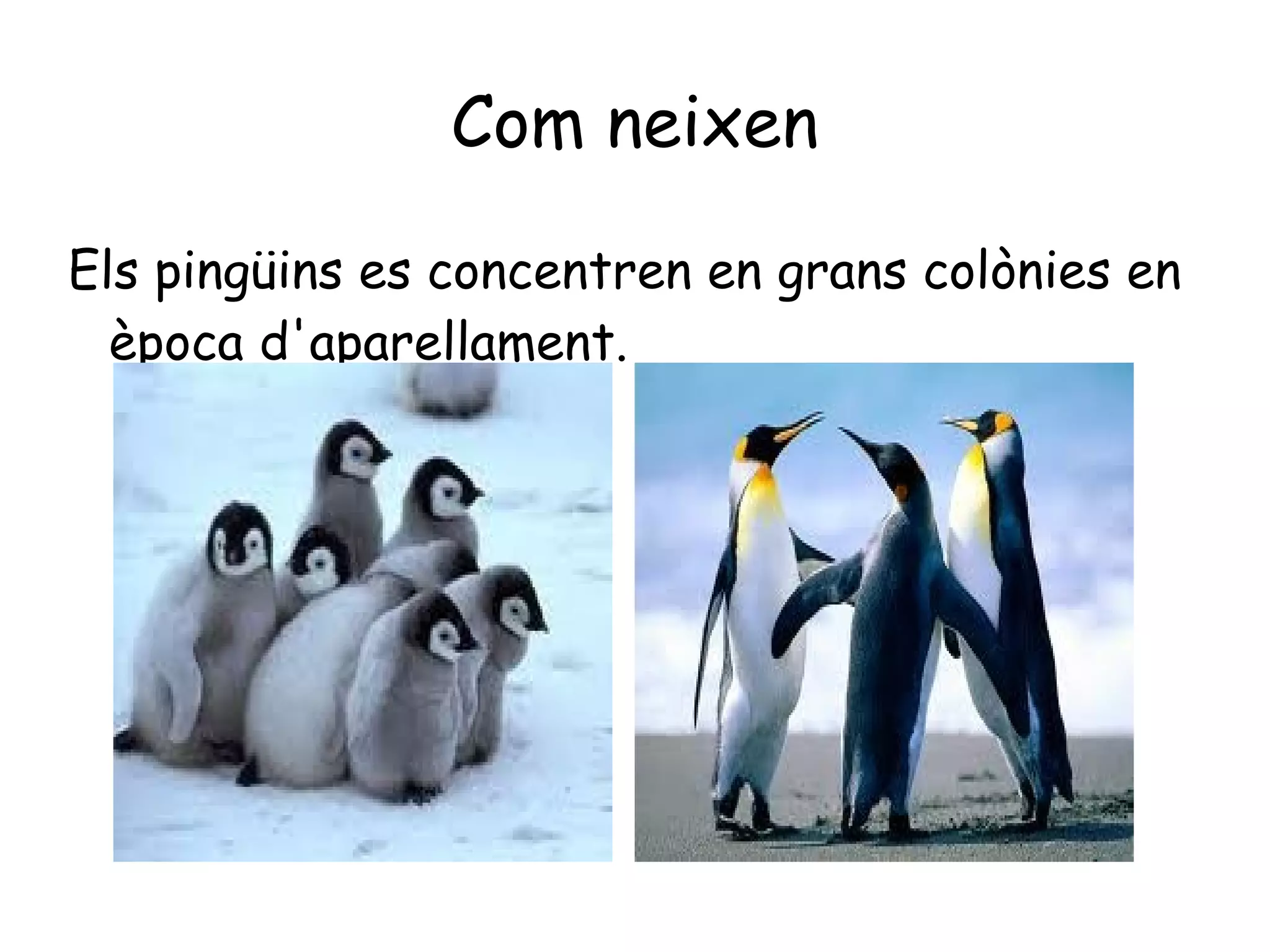 Els pinguins carla amigo | ODP