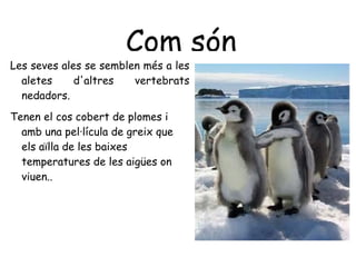 Els pinguins carla amigo | ODP