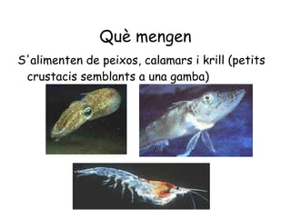 Els pinguins carla amigo | ODP