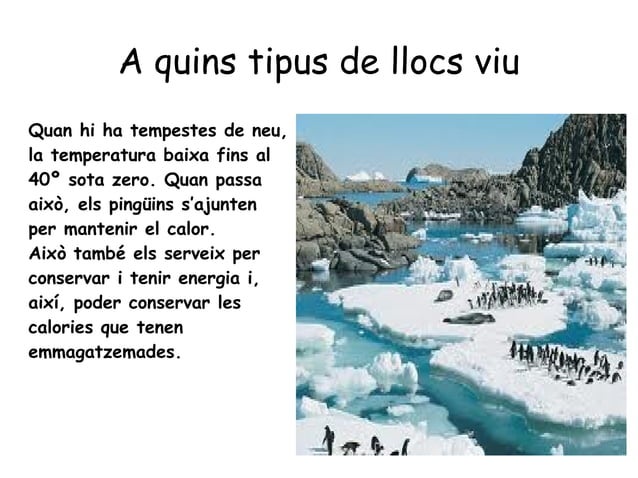 Els pinguins carla amigo | ODP