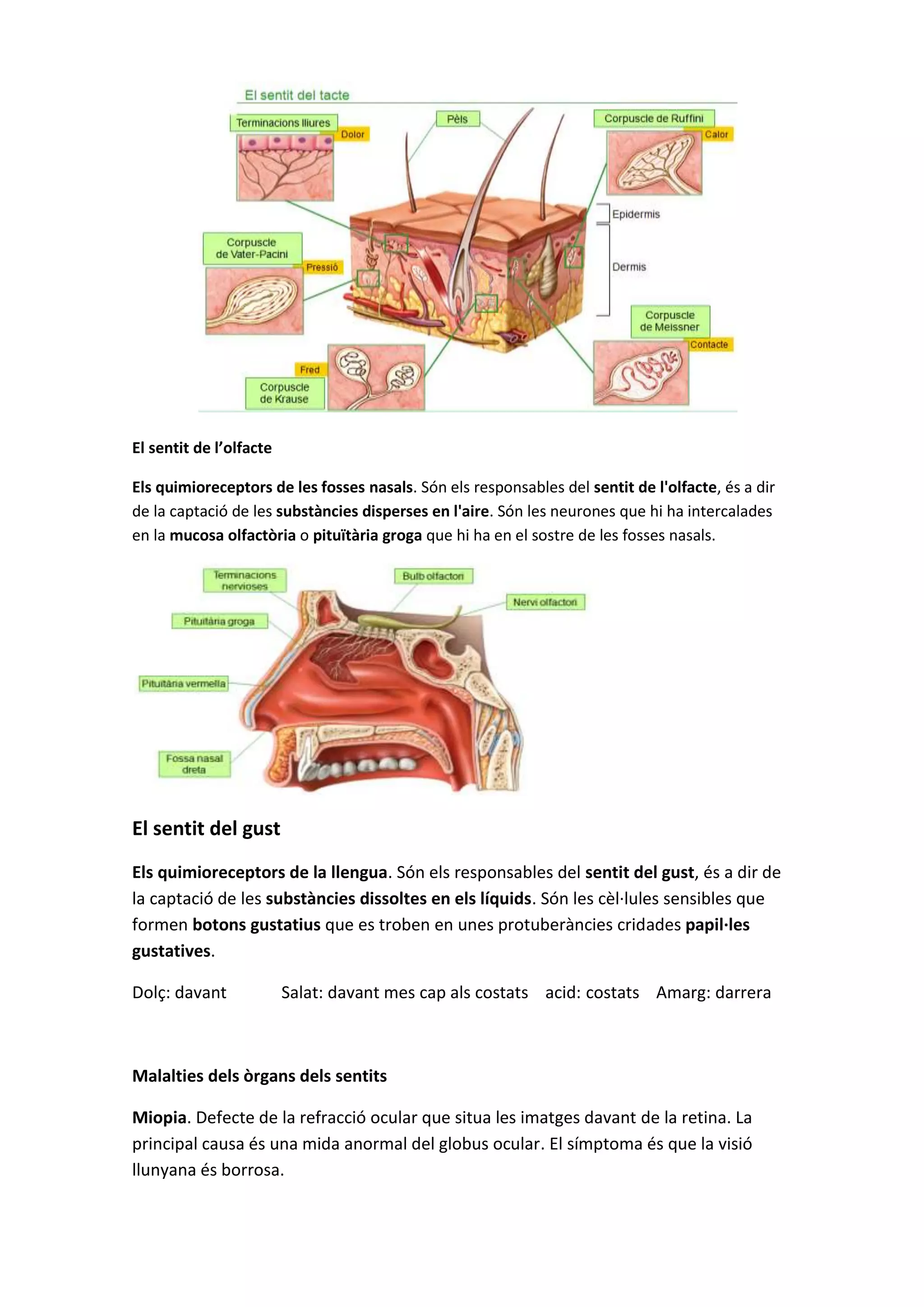 Els receptors sensorials i els òrgans dels sentits | PDF