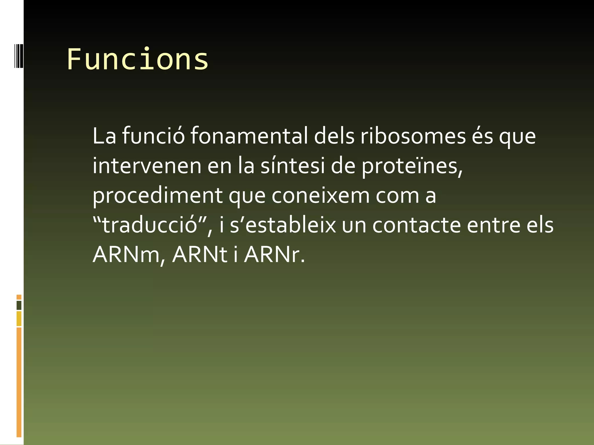Els ribosomes | PPT