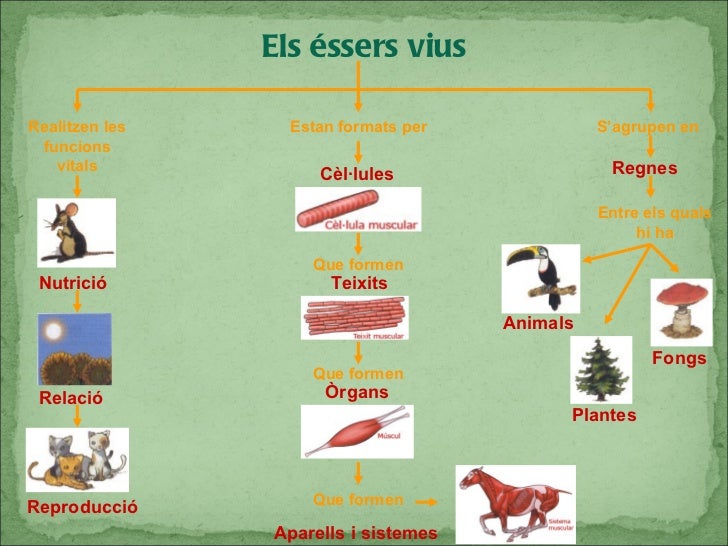Els éssers vius