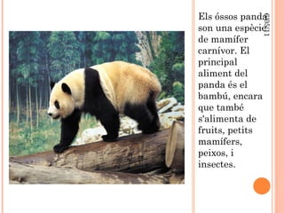 Els óssos panda | ODP