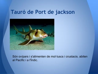 Els taurons | PPT