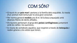 Els taurons 3r | PPTX