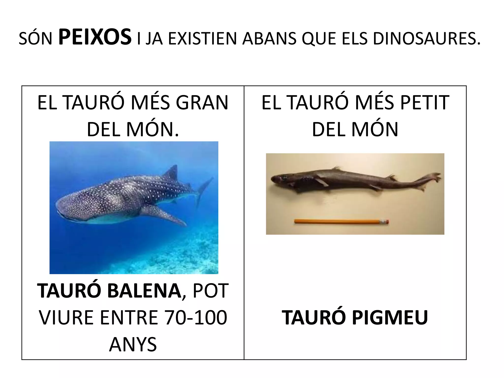 Els taurons | PPTX