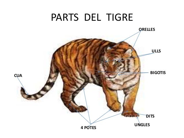 Els tigres