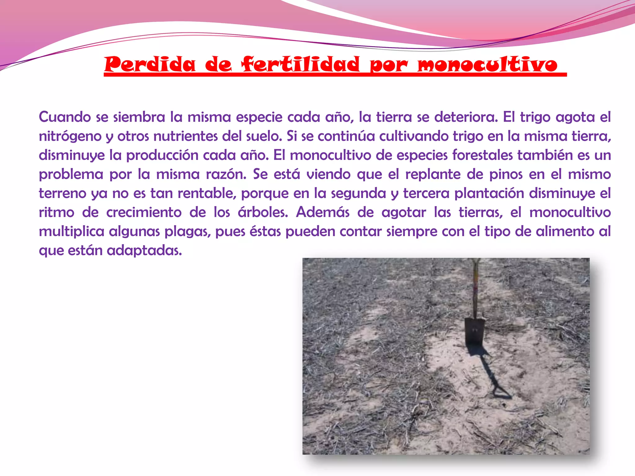 El suelo | PPT | Descarga Gratuita