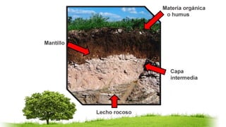 El Suelo (Rocas y Minerales) | PPTX