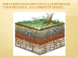 El suelo | PPT