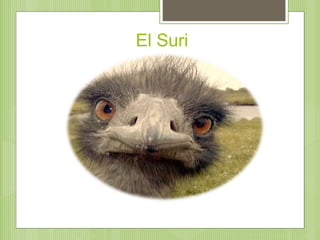 El suri | PPTX