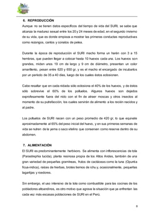 El suri | DOCX