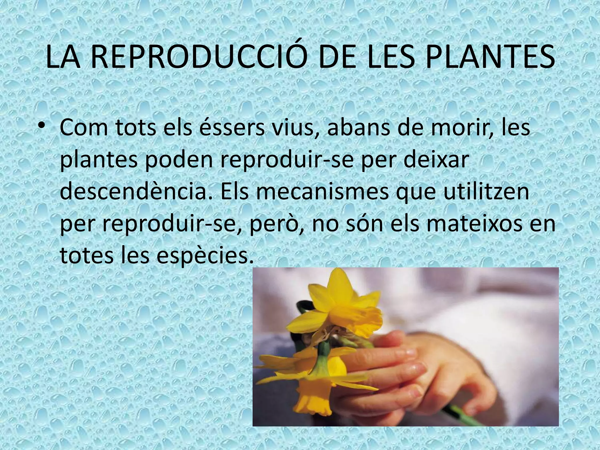 Els vegetals | PPTX