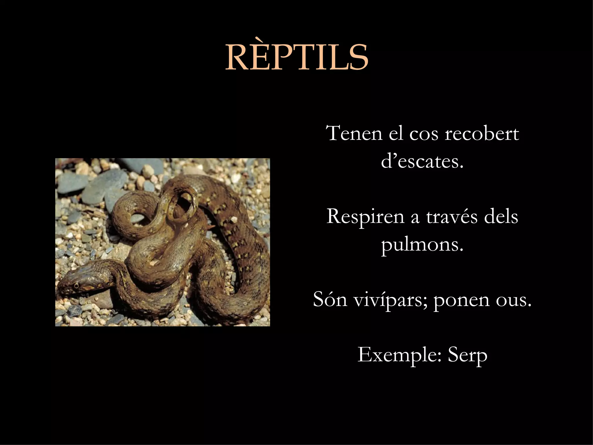 Els Vertebrats | PPT
