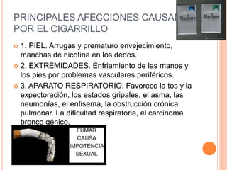 El tabaco en colombia | PPTX