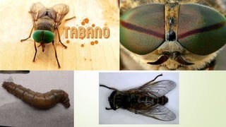 El tabano | PPTX