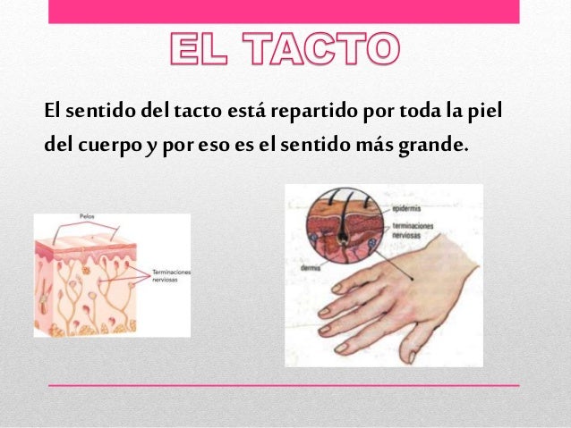 El tacto