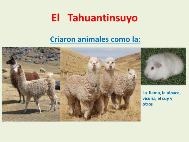 El tahuantinsuyo ppt