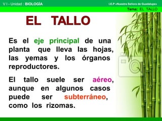 El tallo | PPT