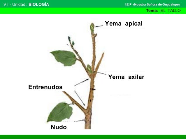 El tallo