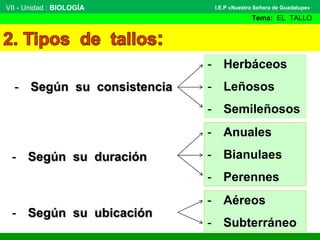 El tallo | PPT