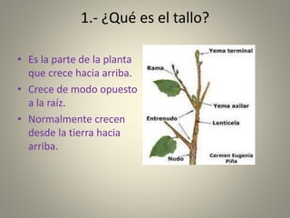 El tallo | PPTX