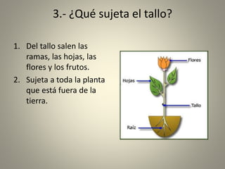 El tallo | PPTX