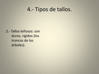 El tallo | PPTX