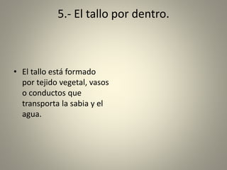 El tallo | PPTX