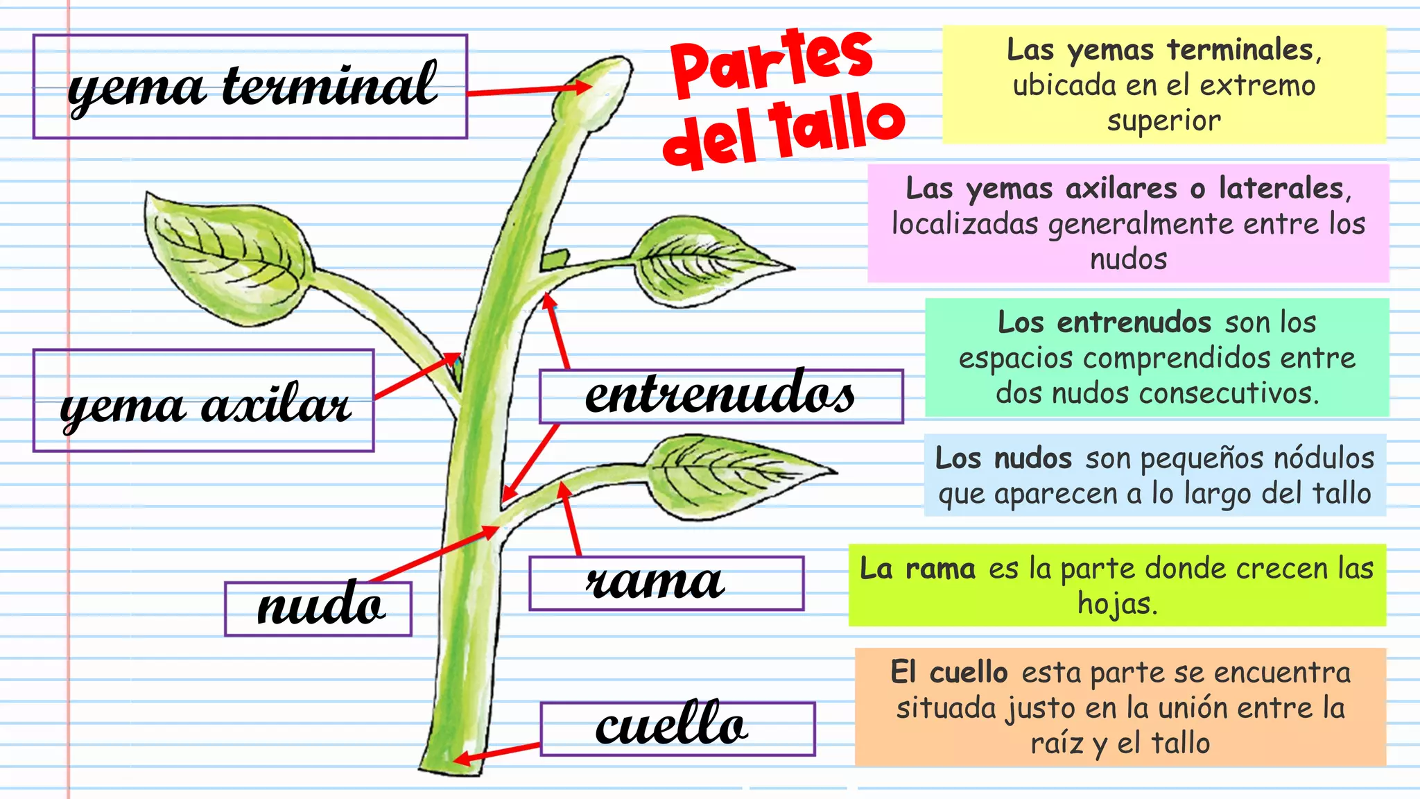 el tallo.pdf