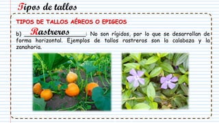 el tallo.pdf