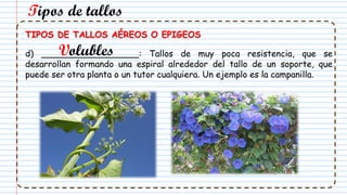 el tallo.pdf