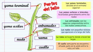 el tallo.pdf