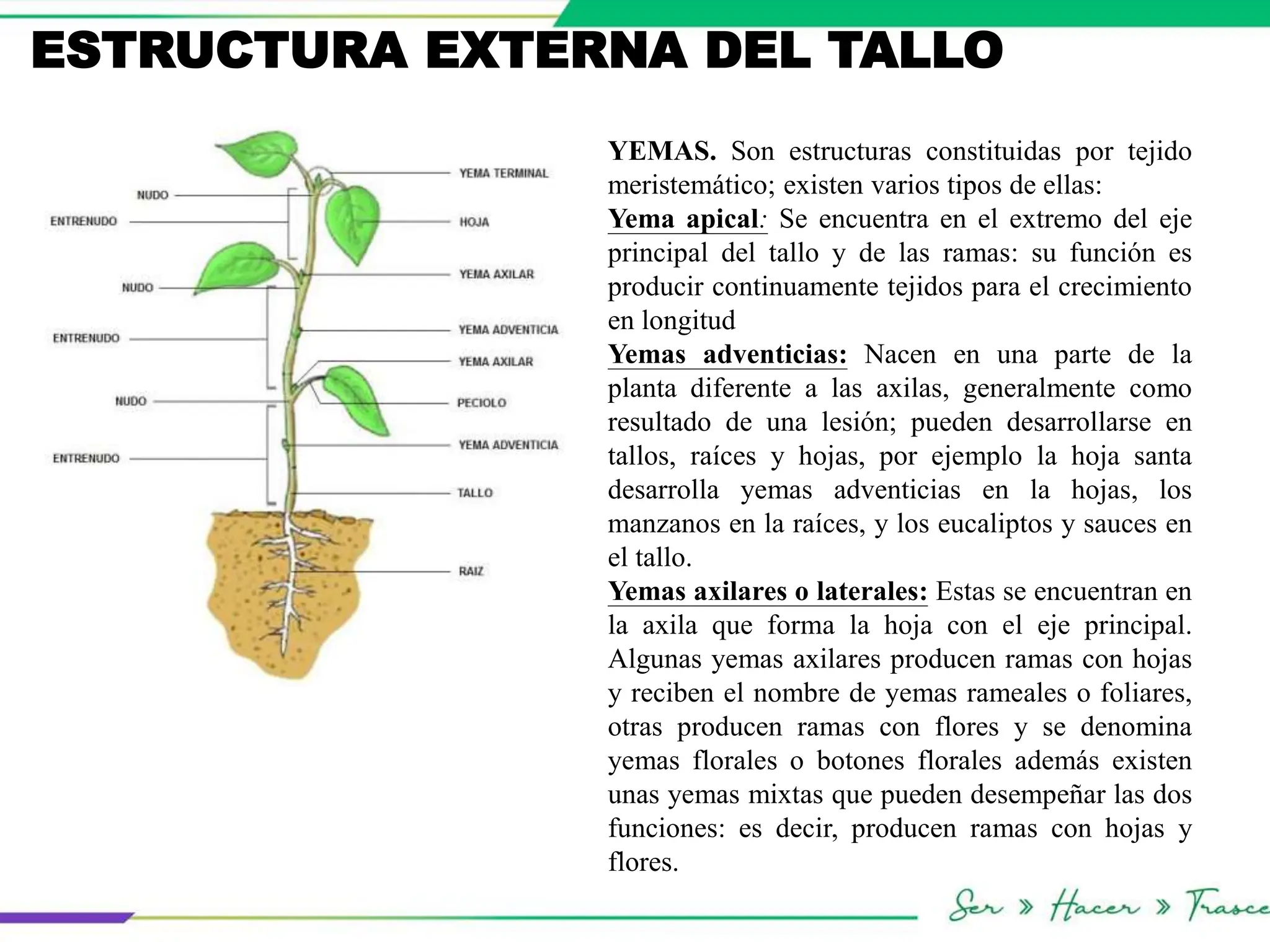 El tallo estructura general del botánico | PPTX
