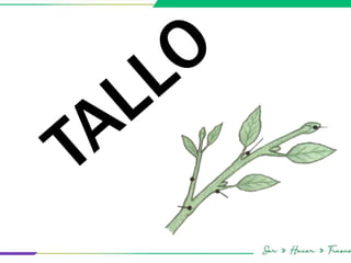 El tallo estructura general del botánico | PPTX