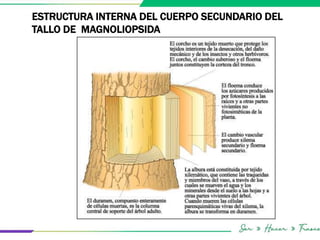 El tallo estructura general del botánico | PPTX