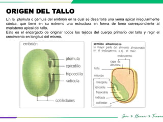 El tallo estructura general del botánico | PPTX