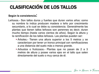 El tallo estructura general del botánico | PPTX
