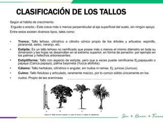 El tallo estructura general del botánico | PPTX