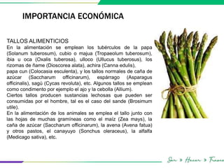 El tallo estructura general del botánico | PPTX