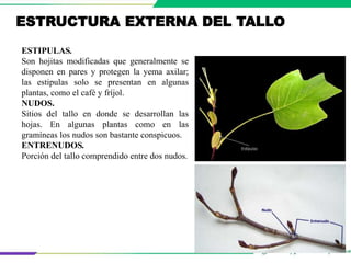 El tallo estructura general del botánico | PPTX