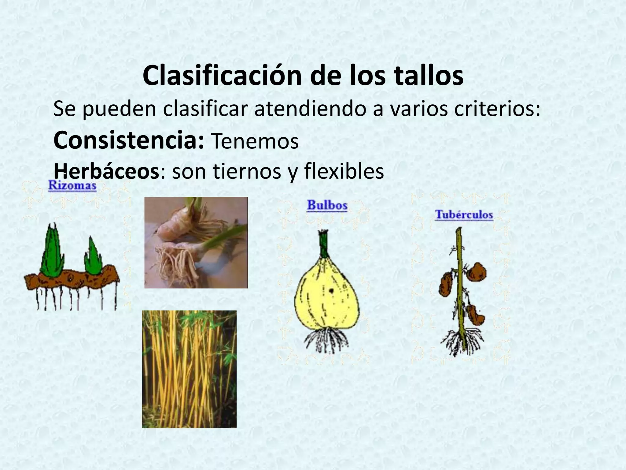 El tallo y su clasificación | PPTX