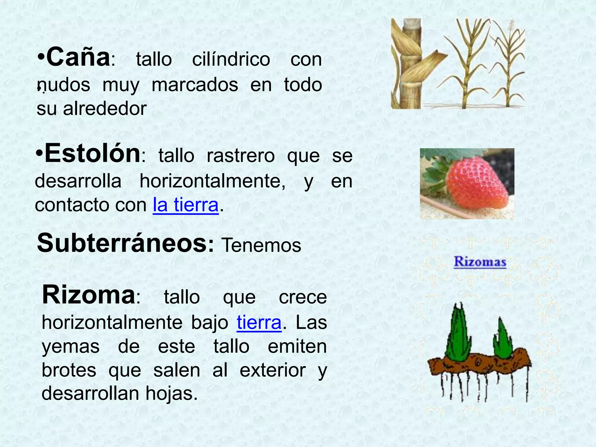 El tallo y su clasificación | PPTX