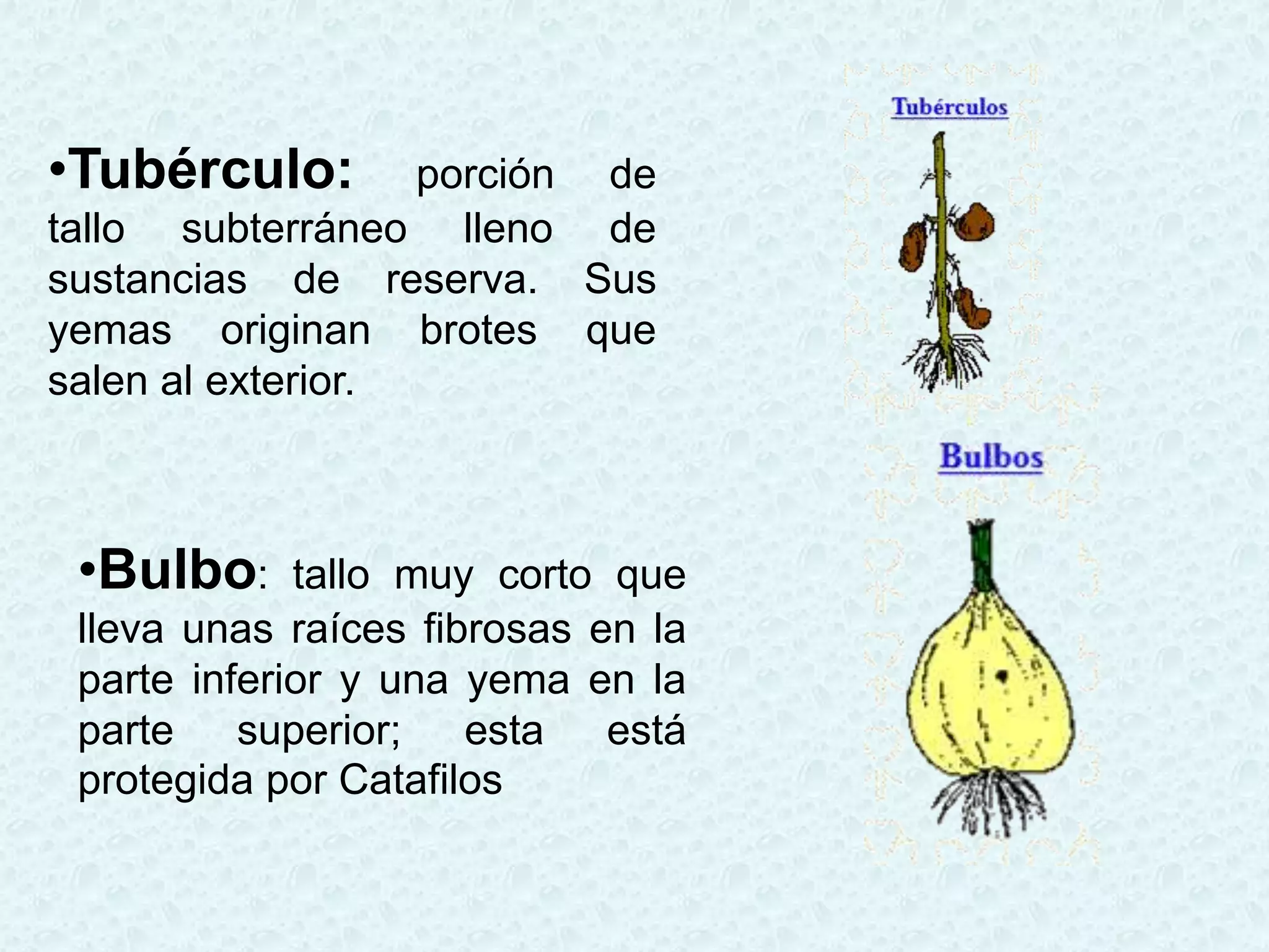 El tallo y su clasificación | PPTX